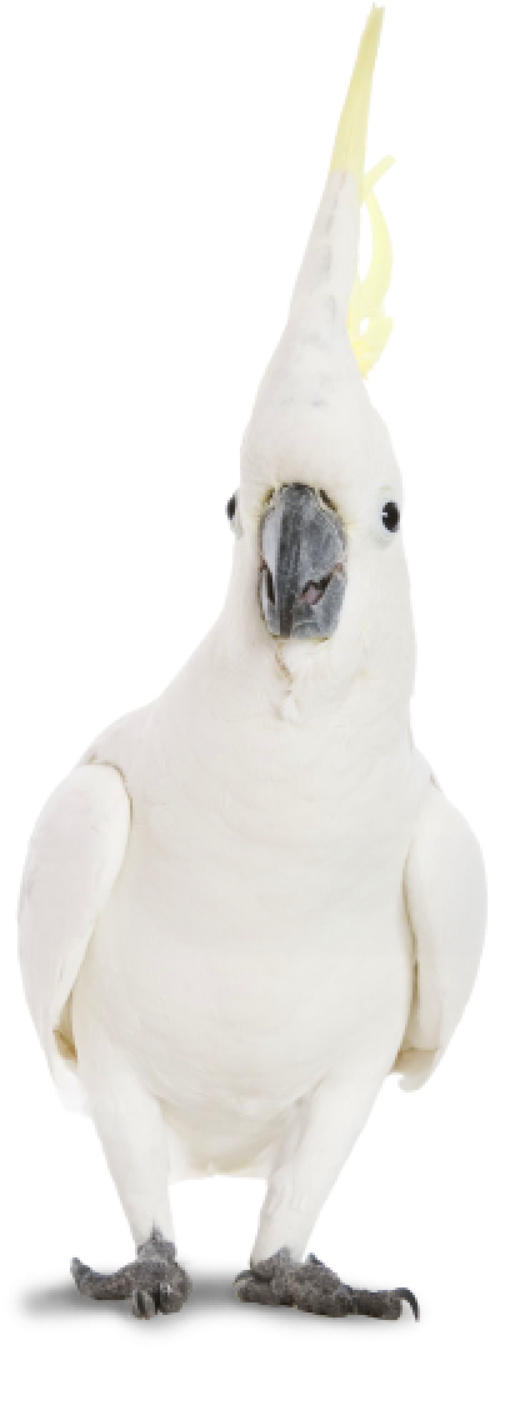 Psittacine Beak And Feather Disease Pbfd Wildlife Victoria
